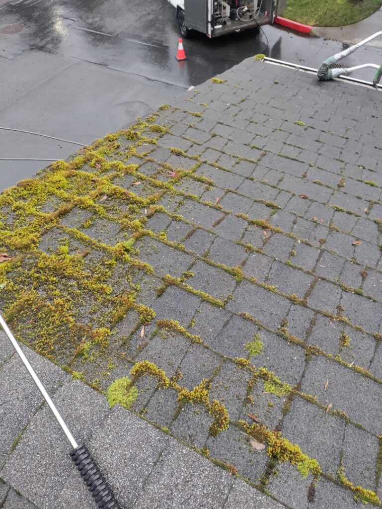 Moss Inhibitor: The Key to a Moss-Free Roof - Sound Cleaning